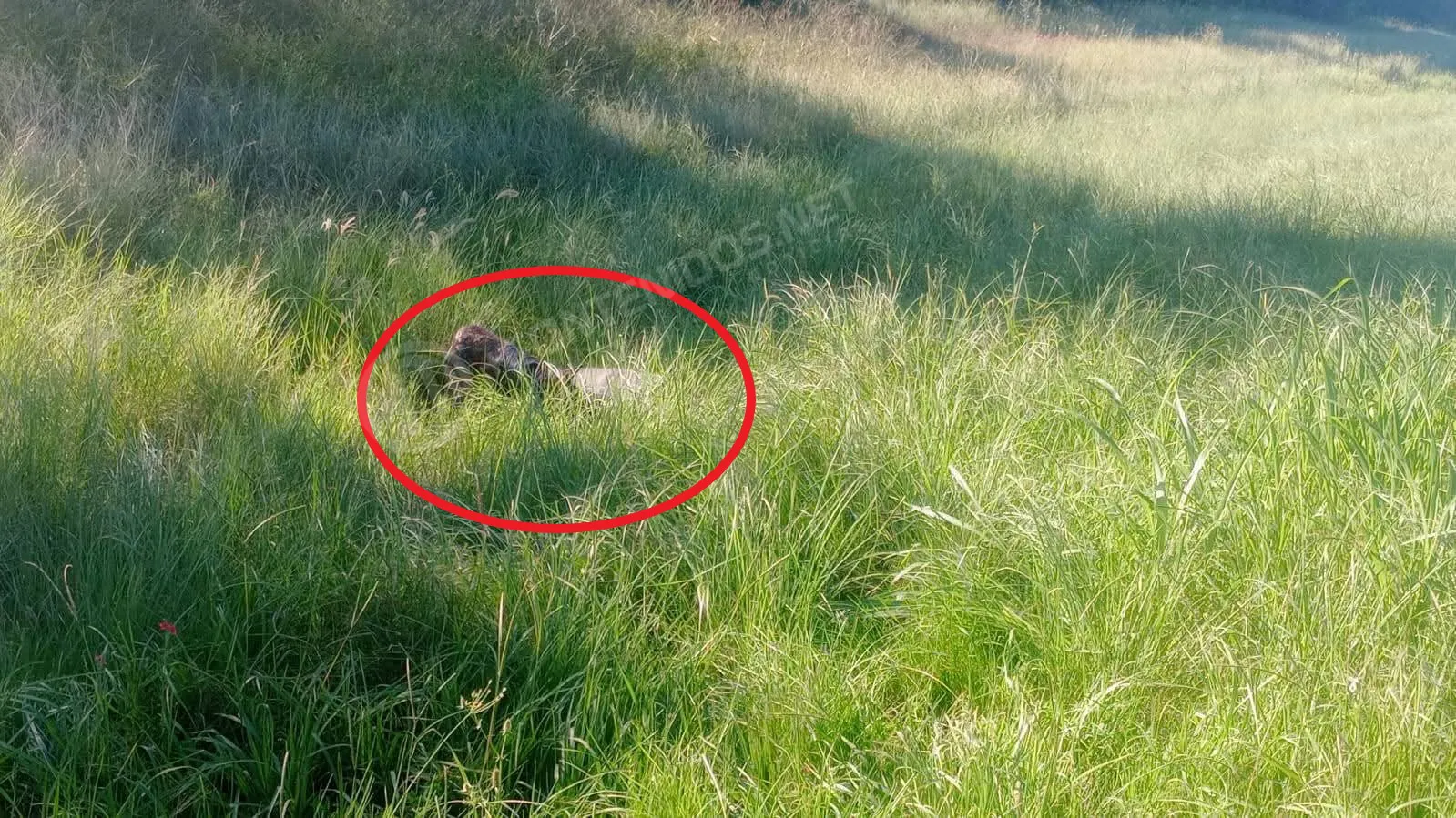 Comenzó la autopsia del cuerpo hallado en Tirol y continúa la búsqueda ...